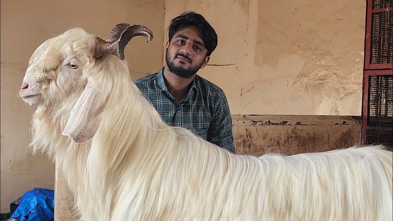Full White Milky Kashmiri Bakra At Aadil Bhai Kashmiri Crawford Market ...