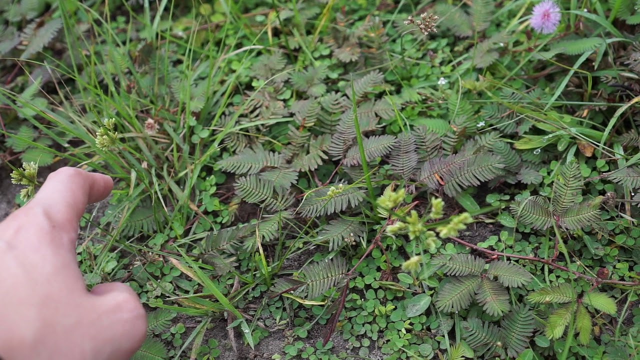 Mimosa pudica “twelve o'clock prickle” or Shy Sensitive Plant Belize ...