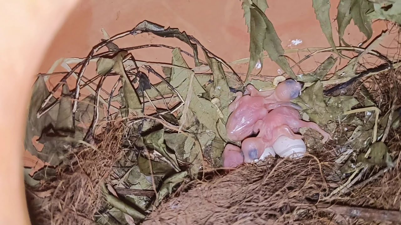 Java sparrow egg&chicks progress| birdnest | birdegg | birds sounds # ...