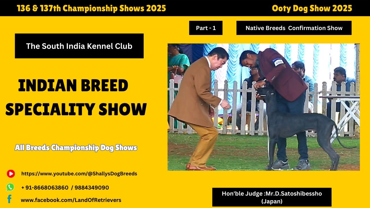 Ep_03 Indian Native Breeds in the Ring | Ooty Dog Show 2025 #kombaidog #rajapalayam #crufts ...