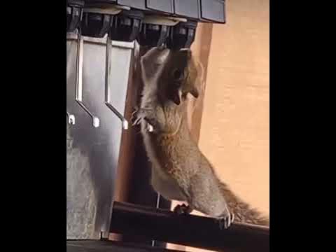 Белка обыкновенная🐿️Учуяла вкусненькое😌Кстати, у белок прекрасное ...