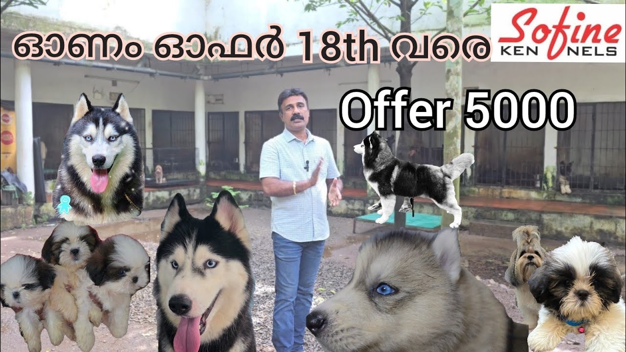 5000 Discount coupon issue Until September 18th Siberian Husky ...