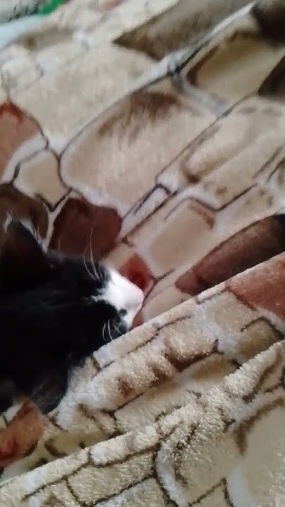 Котик 😻 ️😘 - YouTube