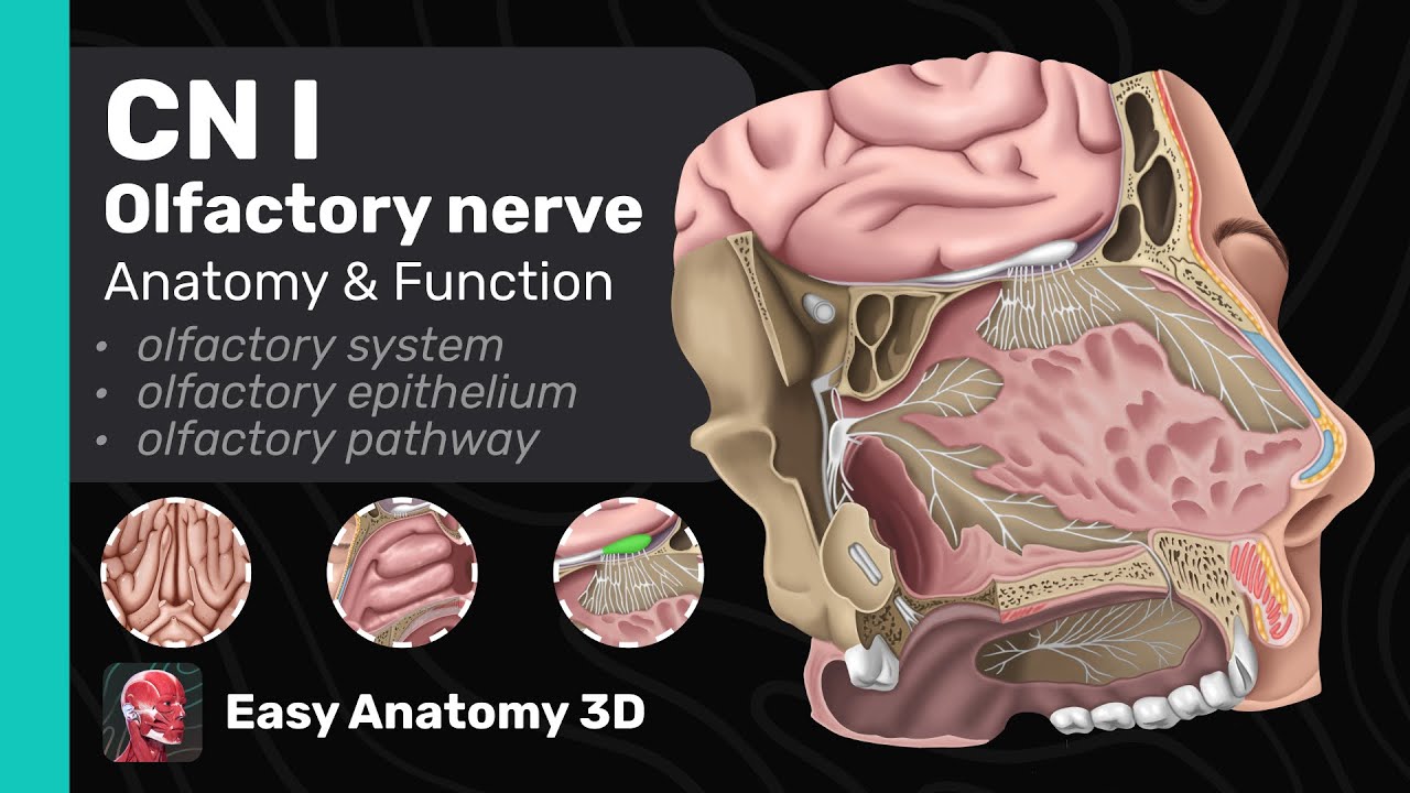 Olfactory Nerve: Cranial Nerve I | Olfactory system | Anatomy ...