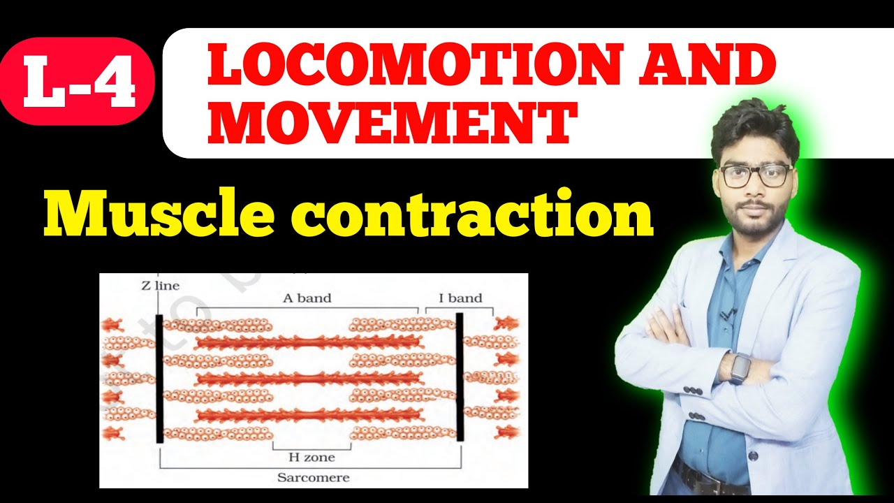 Muscle contraction| LOCOMOTION And Movement | neet #neet #muscle - YouTube