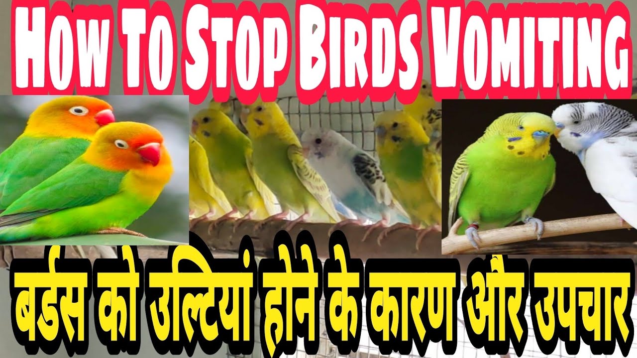 How To Stop Vomiting In Budgies Lovebirds Budgies Vomiting Reason how-to-stop-vomiting-in-budgies-lovebirds-budgies-vomiting-reason