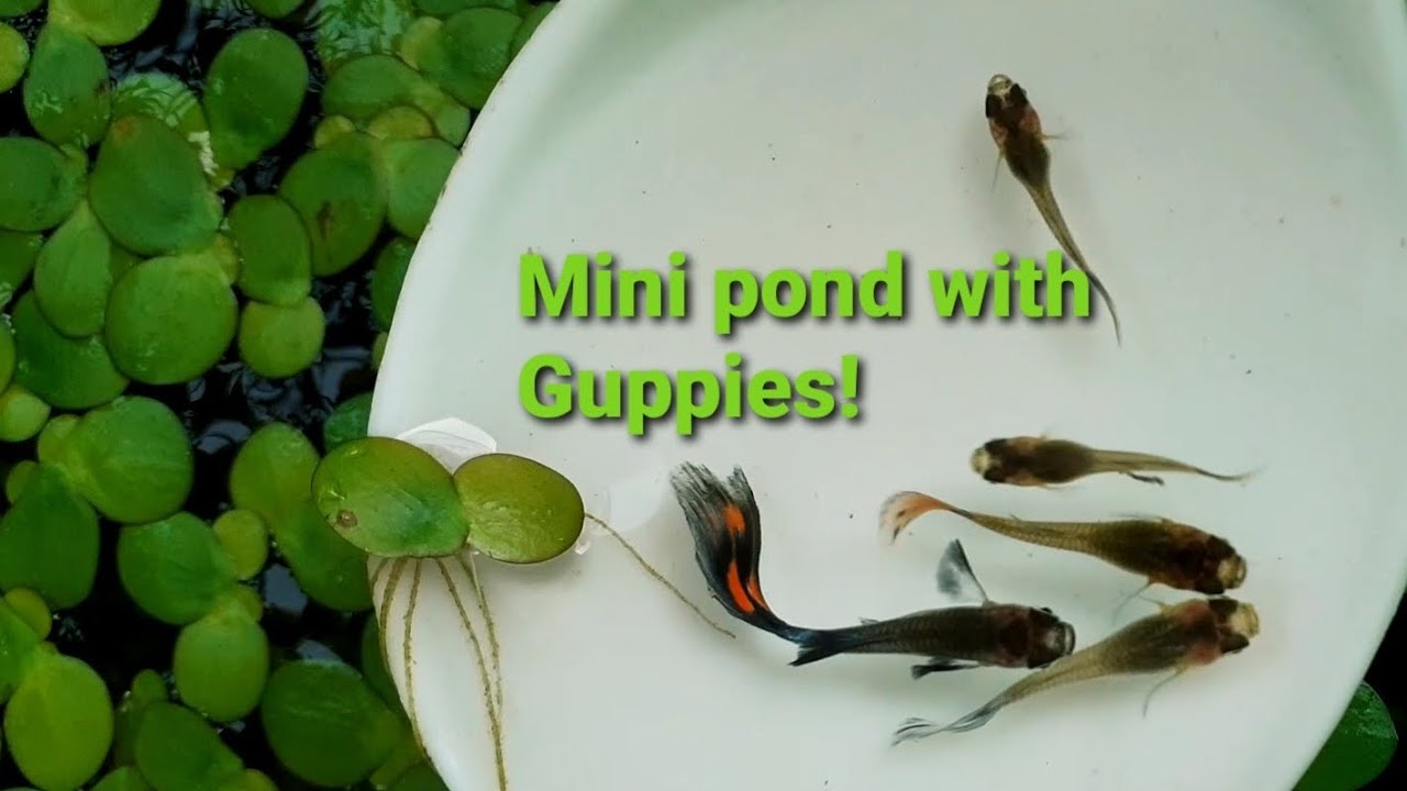 Guppy & Molly Fish in Mini pond! ( No filter! Natural! Self Sustaining ...