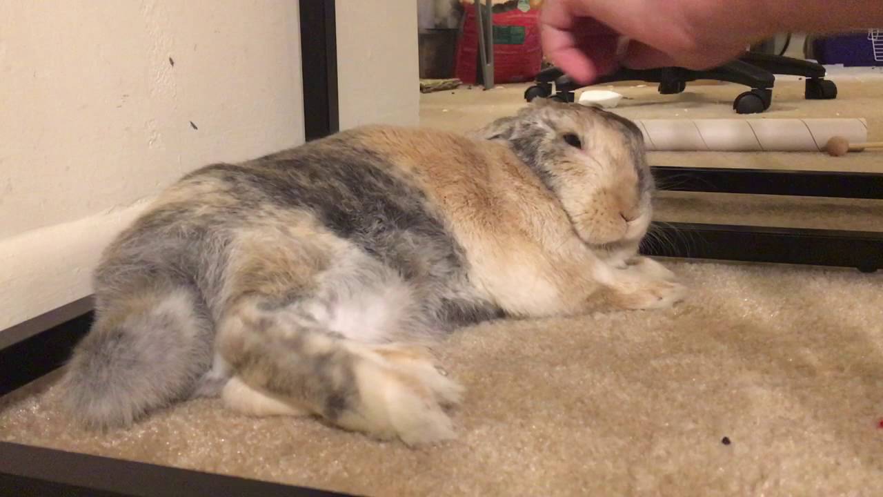 Abigail's Story- Neglect, Fostering, Forever Homes, adopting a rabbit ...