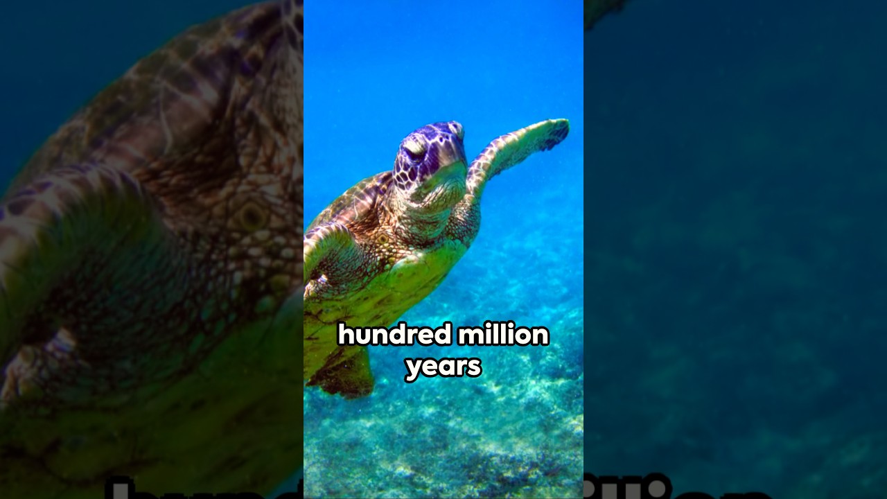 Turtle Trivia: Unshell the Truth - YouTube