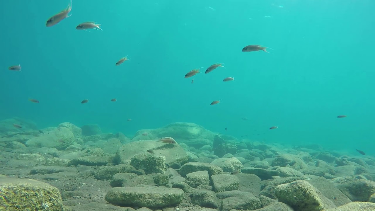 Underwater footage of Lake Tanganyika cichlids - YouTube