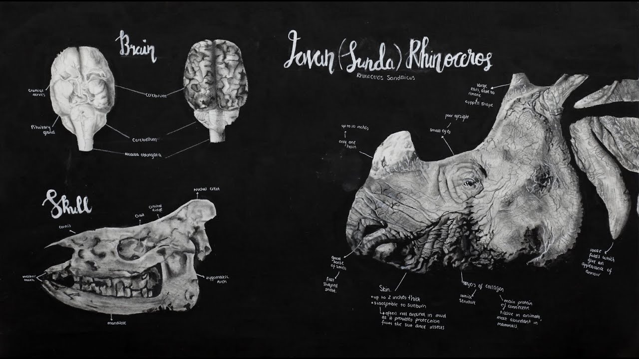 Meet 2021's Nancy Rothwell Award winner (12-14) Amelia Hayman | Royal ...
