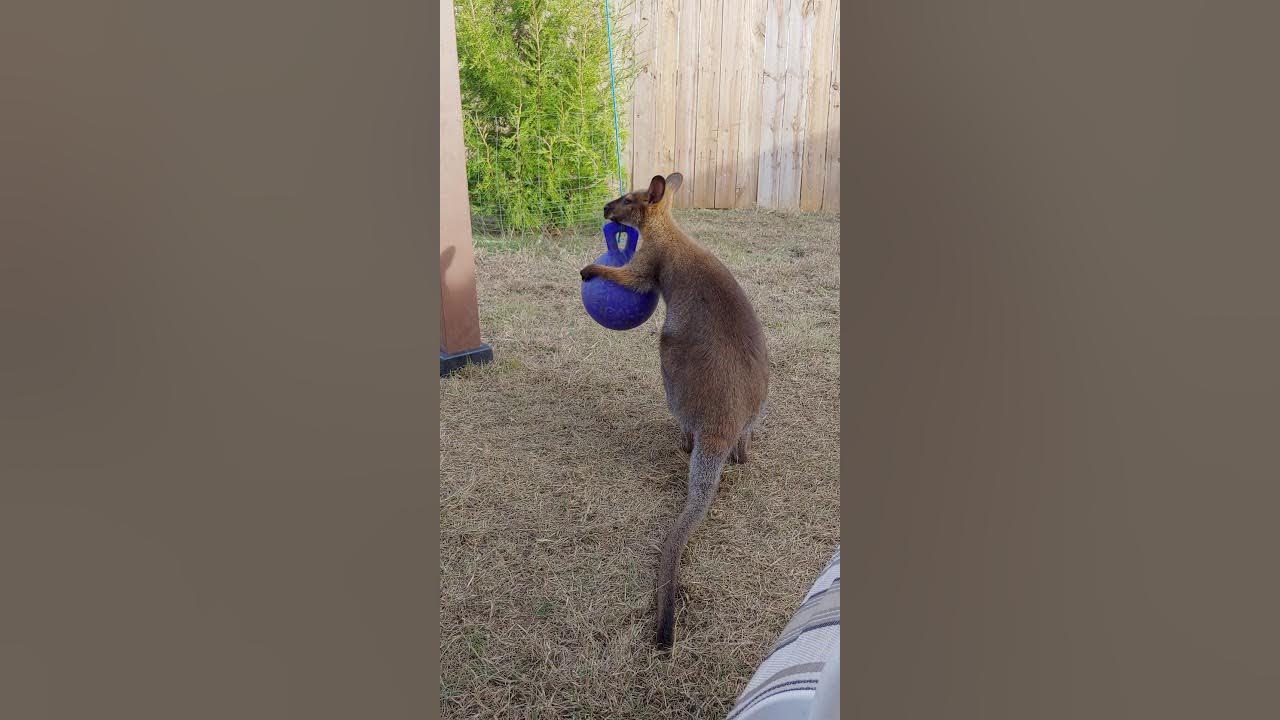 Willie the wallaby kickboxing practice - YouTube