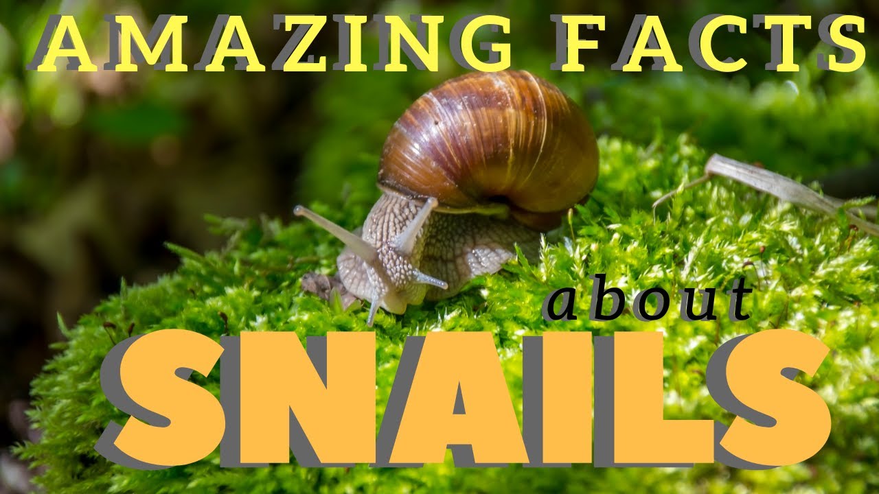Amazing Facts About Snails YouTube Amazing Facts About Snails YouTube