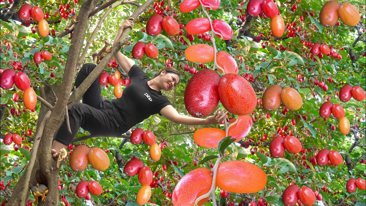 Harvesting OLEASTER - Soak OLEASTER With Sugar For A Refreshing Summer ...