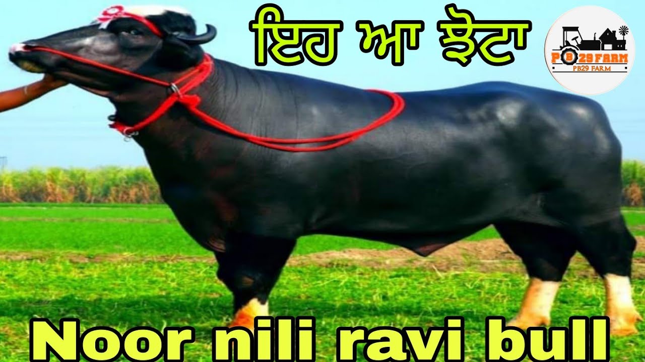 Noor nili ravi bull detail - YouTube
