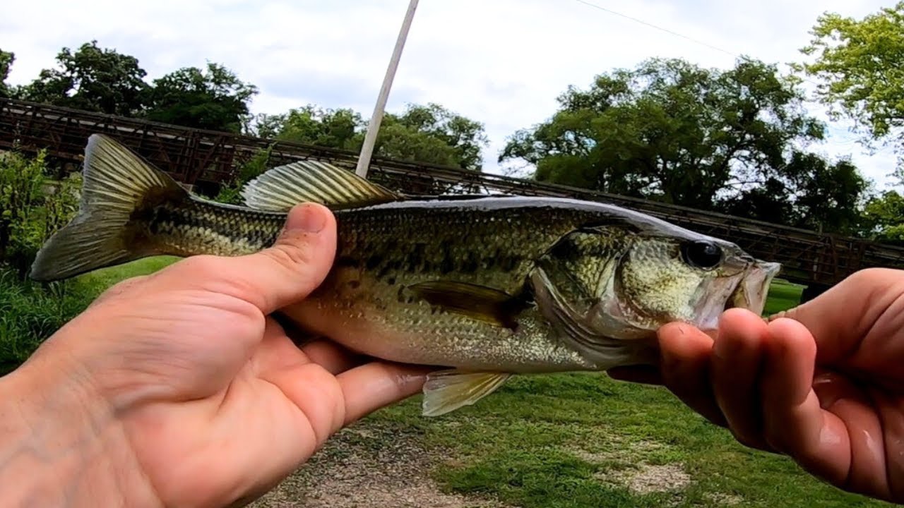 Catching Fish After Fish with a Dropshot - YouTube