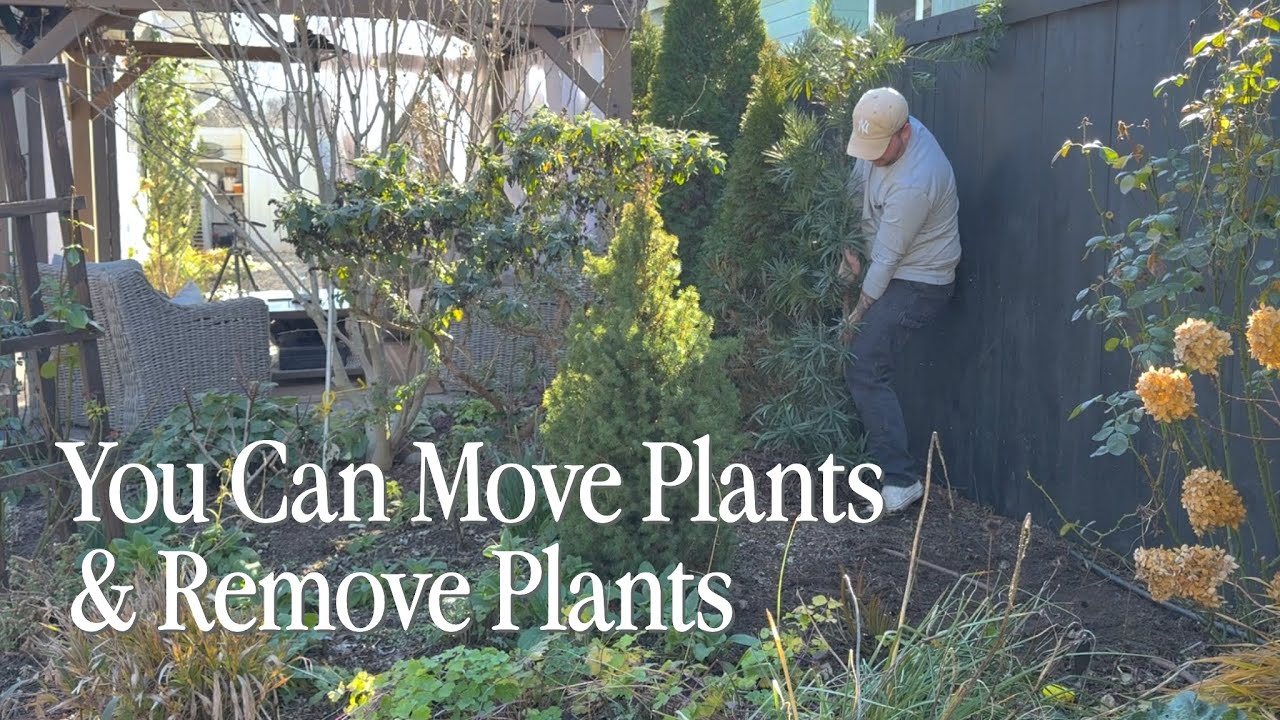 Transplanting a Tree and Removing a Butterfly Bush: A Garden Bed ...