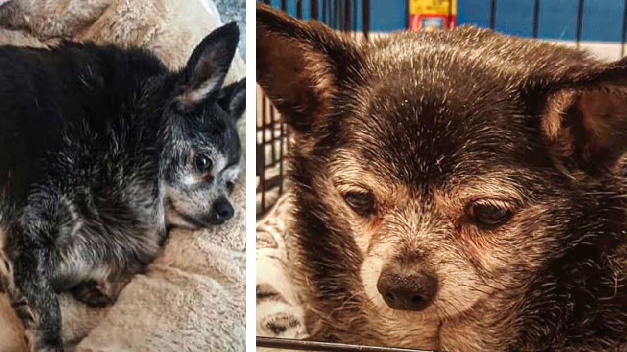 Sad & overweight senior dog loses his owner then gets adopted by woman ...