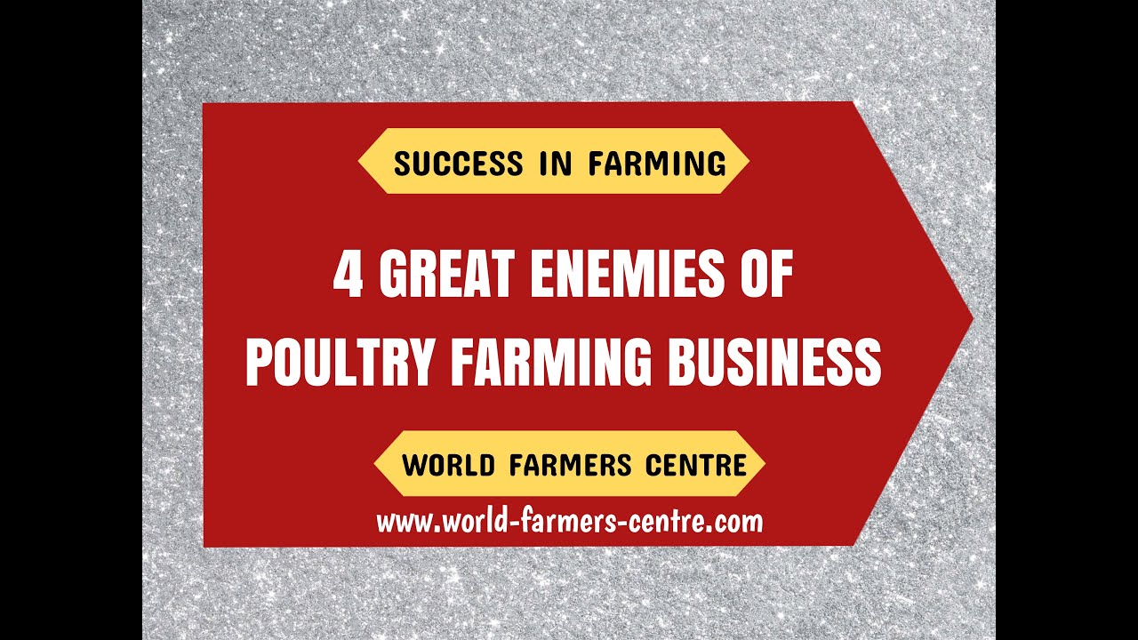 🚩 4 Great Enemies Of Poultry Farming Business - YouTube