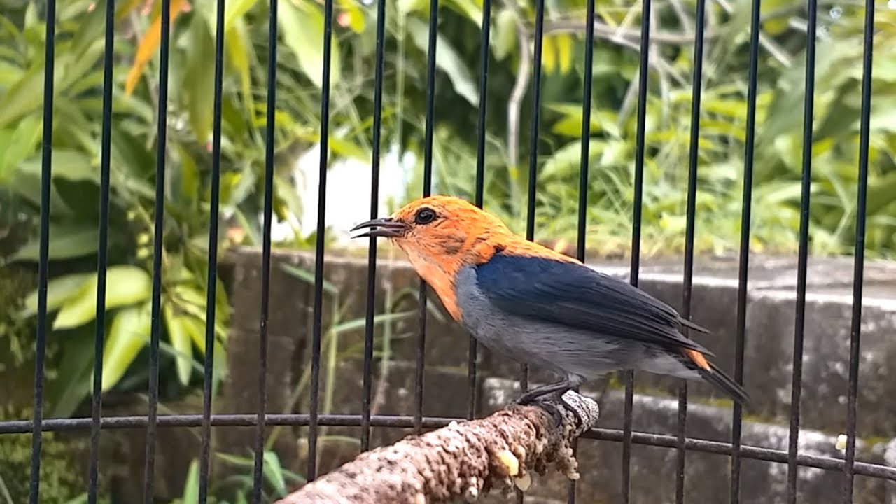suara kemade gacor ngalas ‼️ masteran burung cabe cabean / cit keres ...