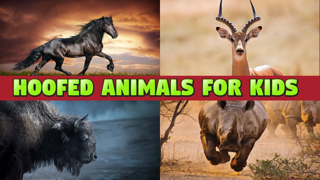 HOOFED ANIMALS - NAMES AND SOUNDS LEARNING FOR KIDS - YouTube