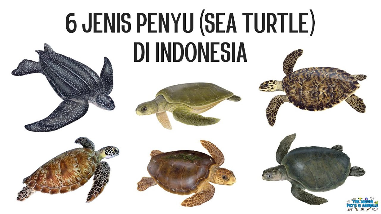 6 Jenis Penyu di Indonesia - YouTube