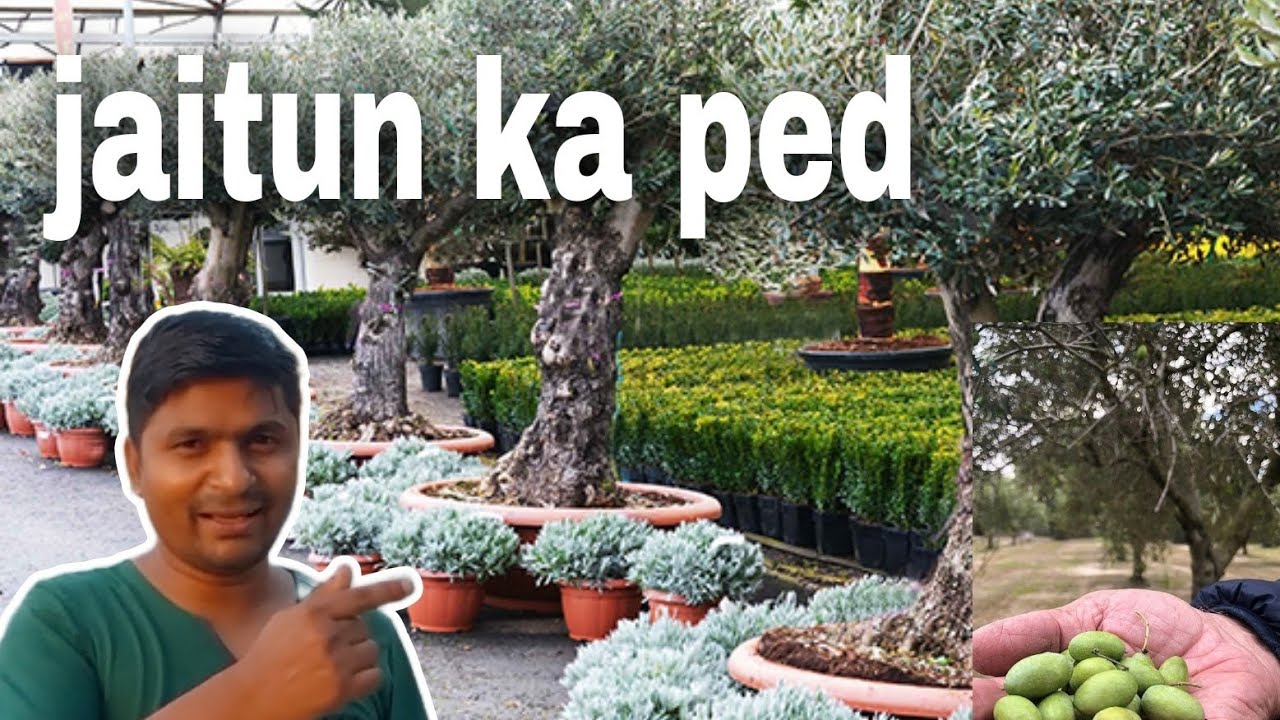jaitun ka pedal,olive plant - YouTube
