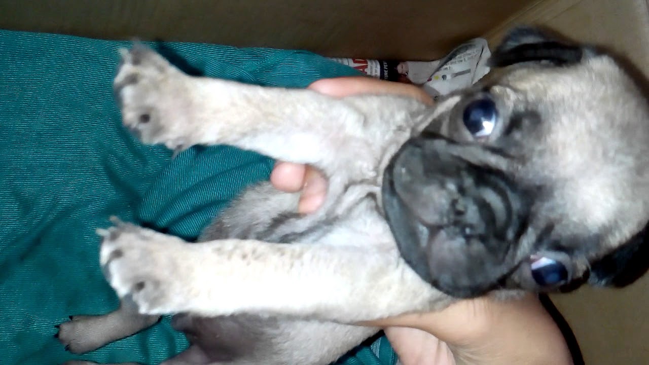 3 Weeks Old Pug Puppy - YouTube
