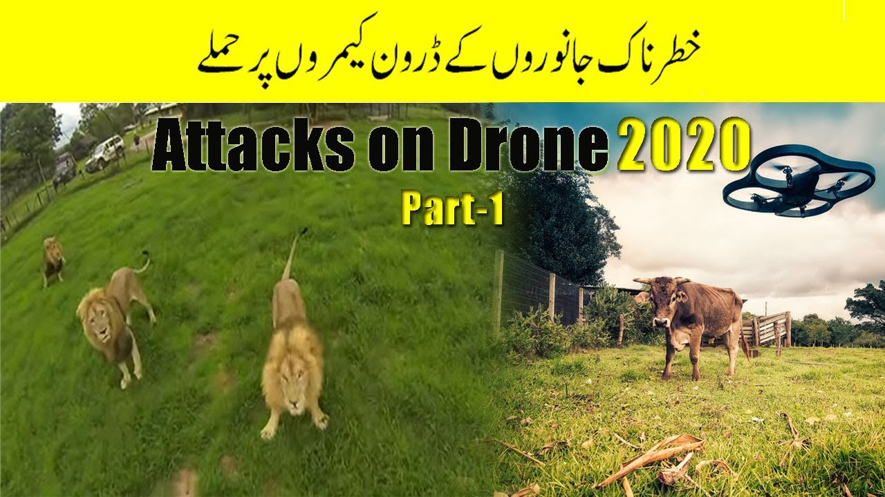 Animals Attacks on Drone Camera, Rare Video - YouTube