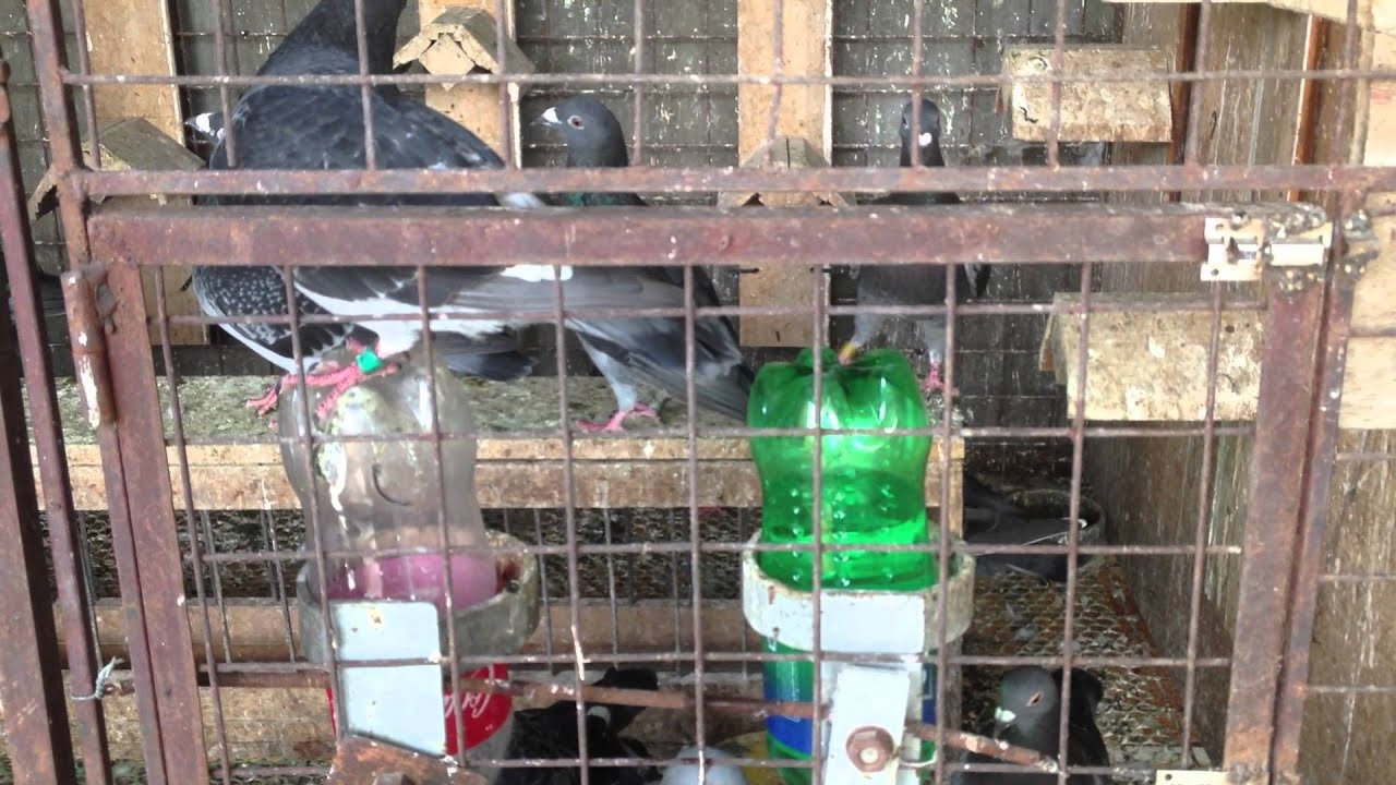 kalapati feb12 2015 - YouTube