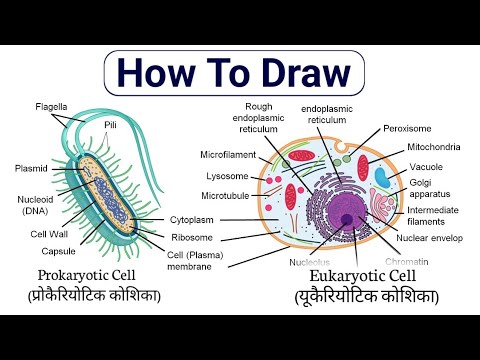 How To Draw Eukaryotic & Prokaryotic Cell | यूकैरियोटिक और ...