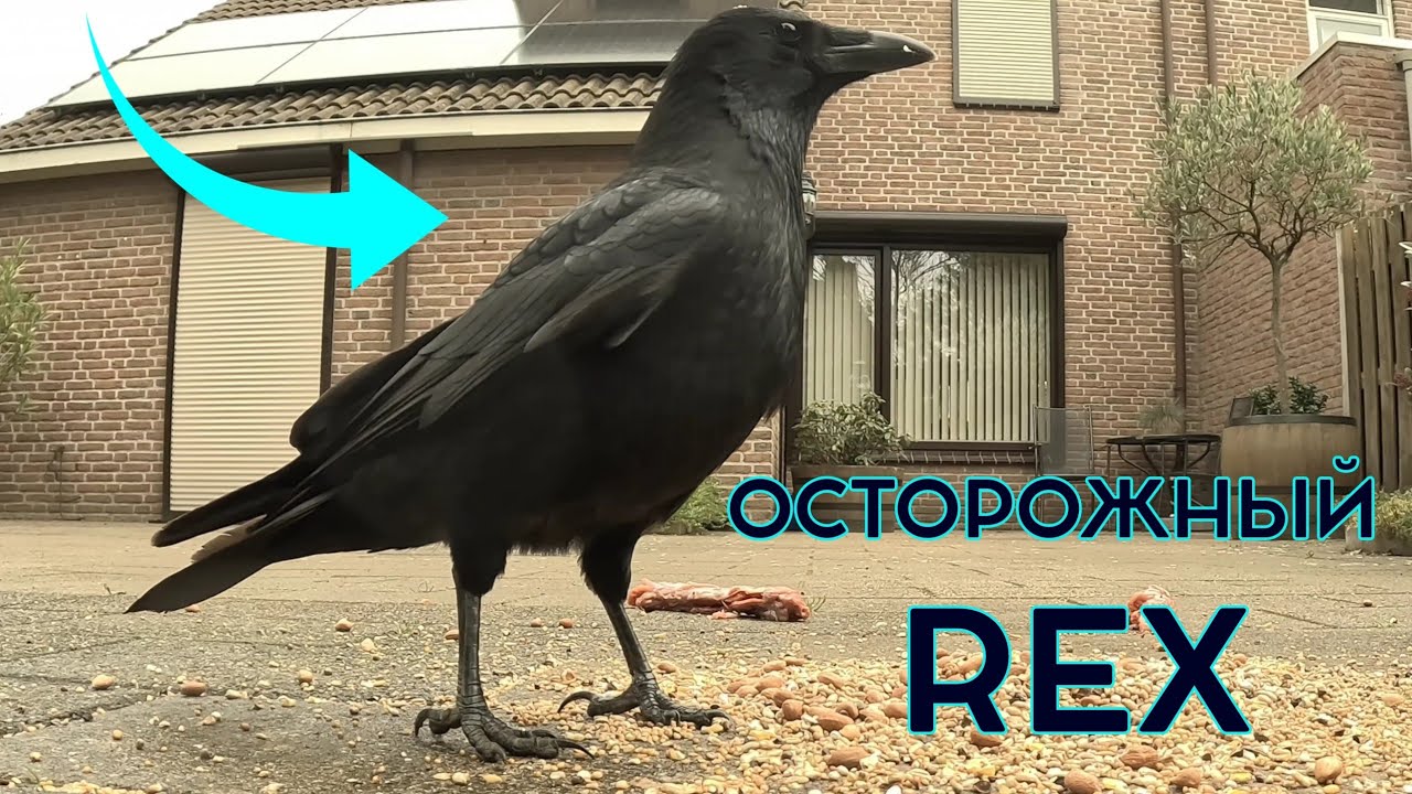ОСТОРОЖНЫЙ REX #crow #ворона #животные #наблюдение - YouTube