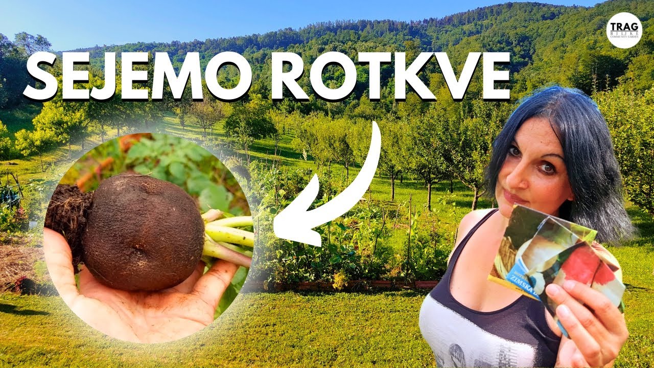 Setva ZIMSKE ROTKVE - Rotkvalend - YouTube