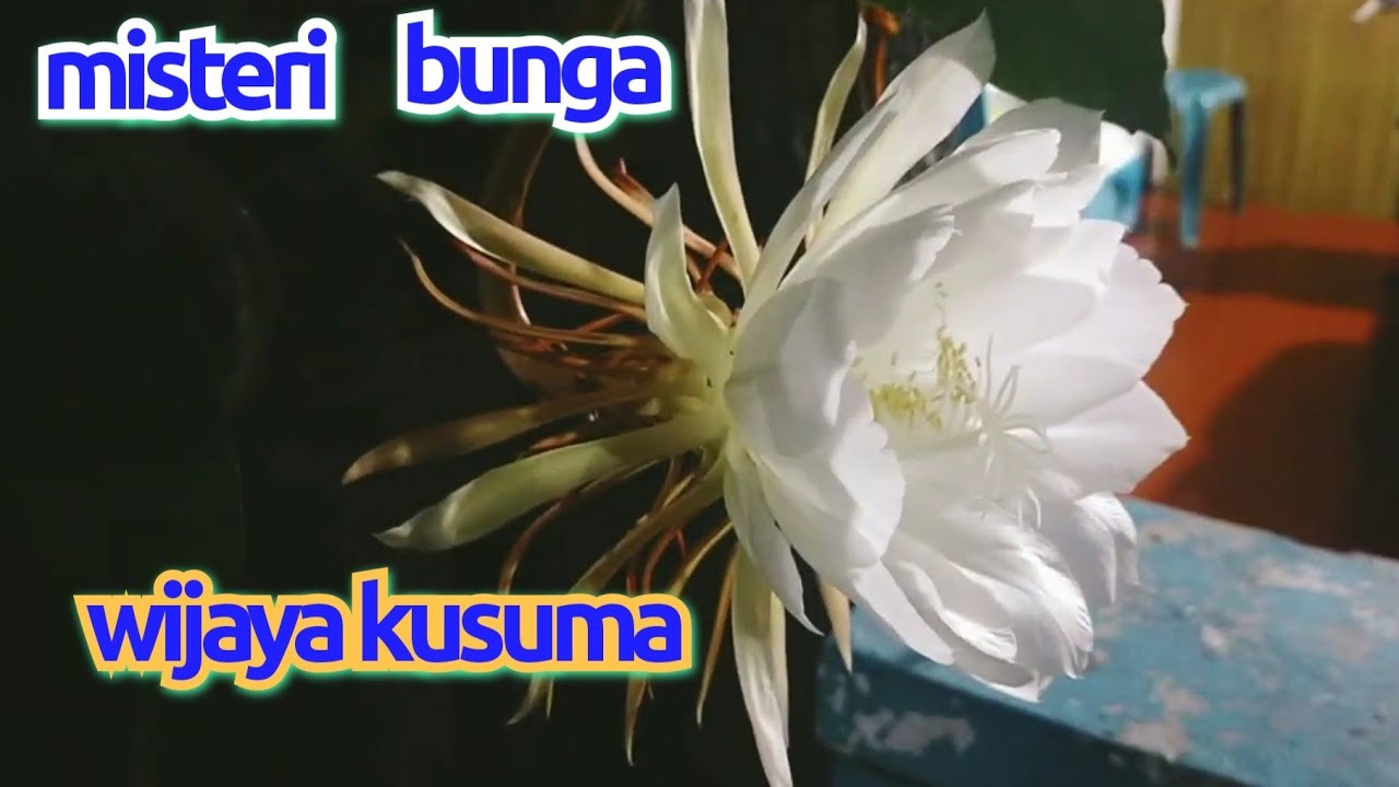 Bunga wijaya kusuma ( Langka ) ... Horor || Di depan rumah - YouTube
