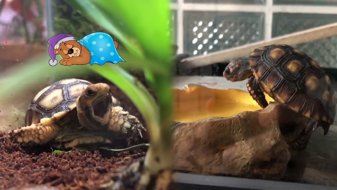 Cutest Tortoises in The World Compilation - Funny Animal #4 - YouTube