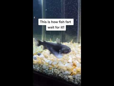 This Is How Fish Fart (Wait For It!) 😱 - YouTube