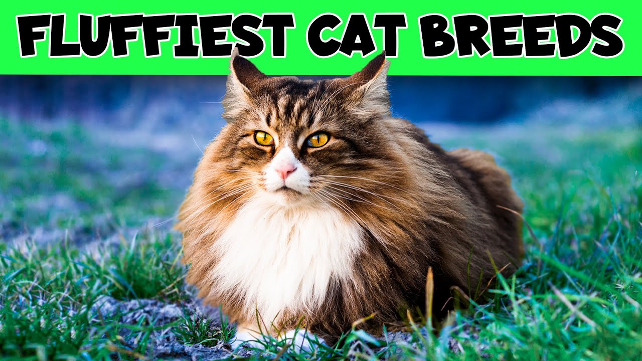 FLUFFY Cat Breeds PERFECT For People Who Want To SNUGGLE! - YouTube