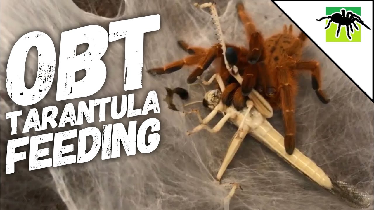 OBT TARANTULA FEEDING - YouTube