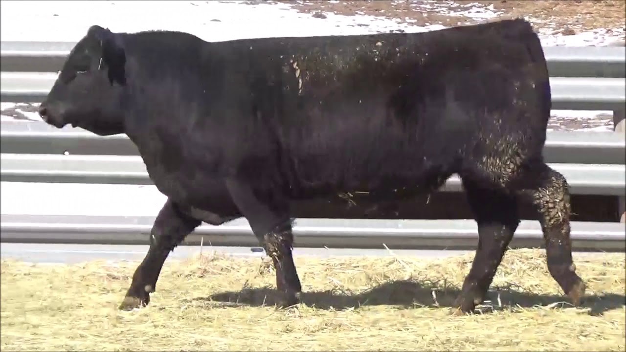 Connealy Angus Lot 6 - YouTube