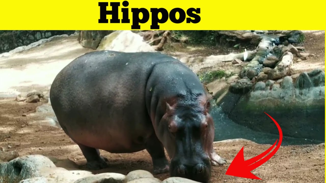 "The Mighty Hippopotamus: Learn about the world's largest land animal ...