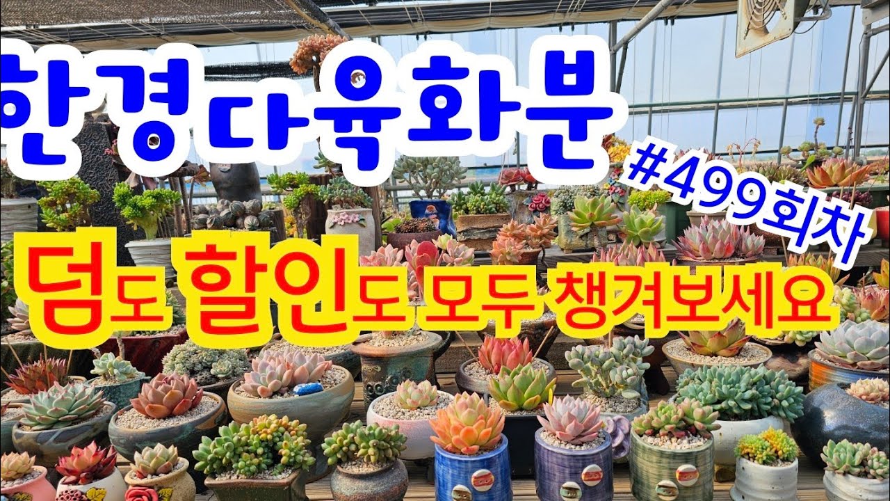 2024년 5월 10일 499회차 오전 영상 한경다육화분 수제공방분 공방분 다육화분 화분 다육이 다육식물 한경화분 야생화 아프리카식물 다육생활