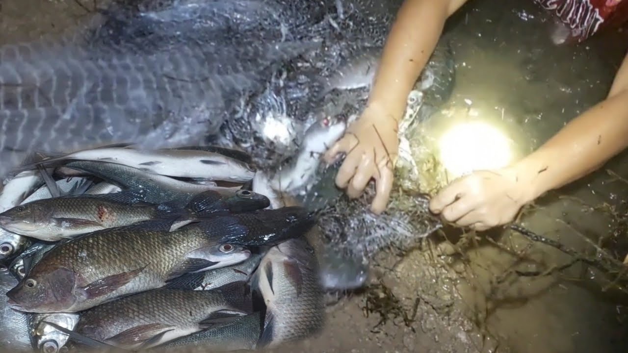 Night fishing is so much fun , we catched milkfish and tilapia in the ...