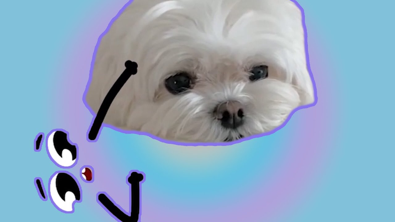Lovely Dogs - Soooo cute!! - YouTube