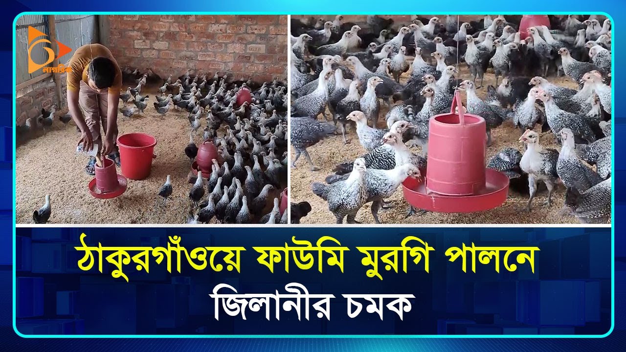 ঠাকুরগাঁওয়ে ফাউমি মুরগি পালনে জিলানীর চমক | Surprise | Faumi Chickens ...