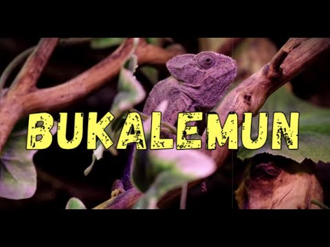 Bukalemun Nasıl Bir Hayvandır? Özellikleri, Yaşamı ve Beslenmesi Hakkında Genel Bilgiler