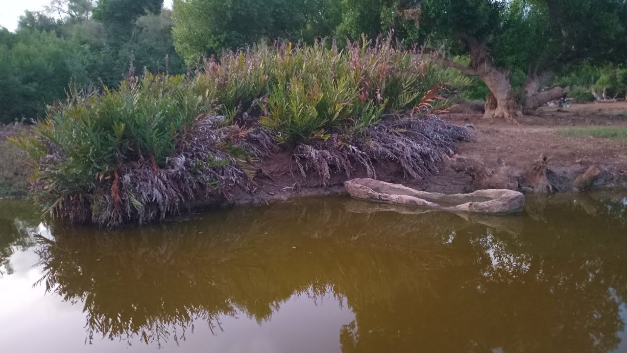 Nature's Secrets: From Murram Mine Ruins to the Kilifi Mbogolo River ...