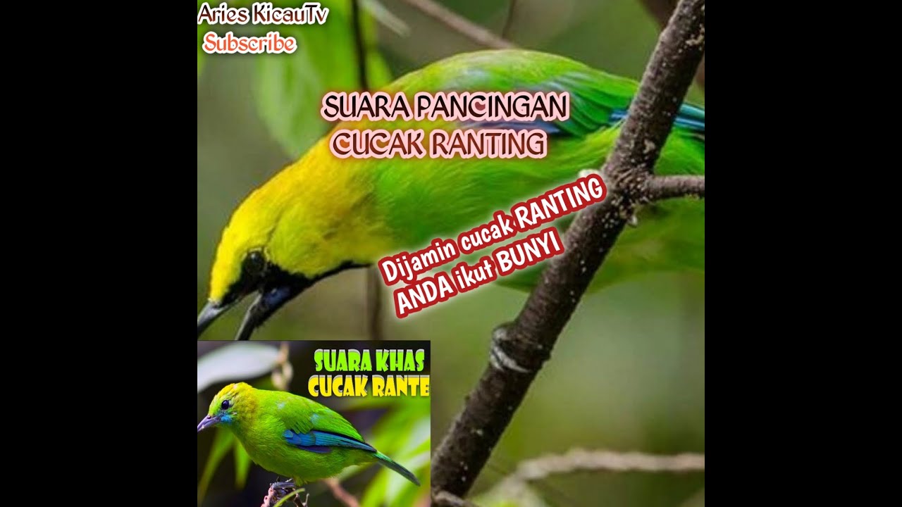 Suara PANCINGAN cucak ranting CUCAK RANTE mananpun PASTI NYAUT - YouTube