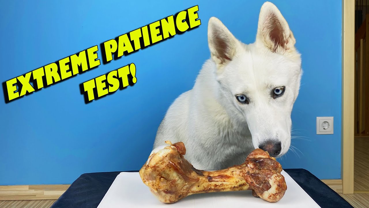 TESTING MY DOGS PATIENCE! - YouTube