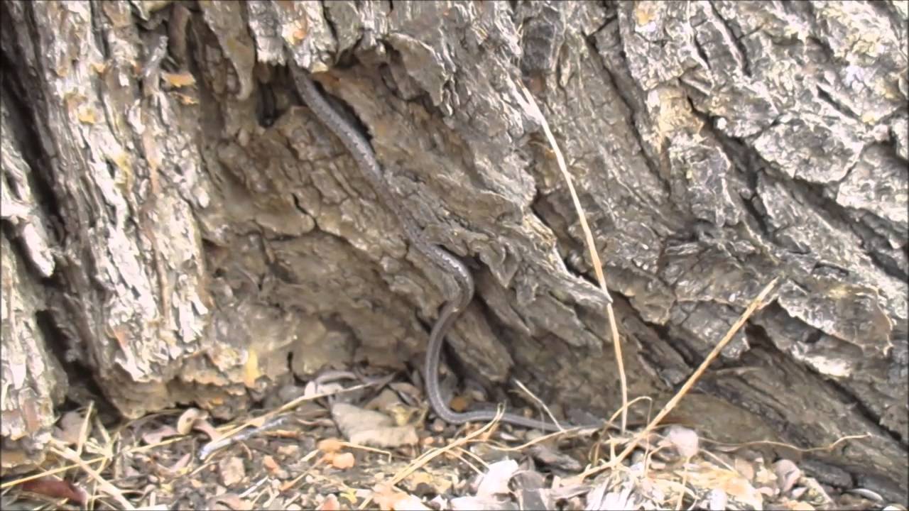 Our first Bark snake! - YouTube