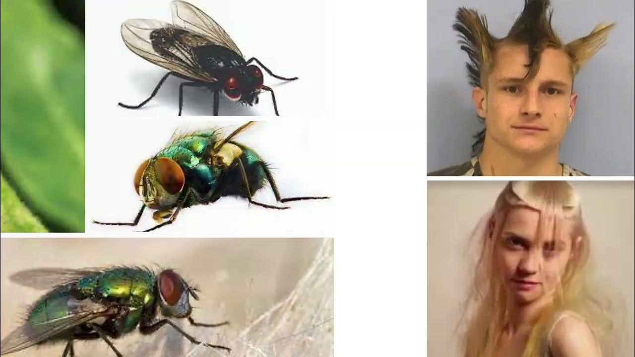 Annoying Things Bug Me - YouTube